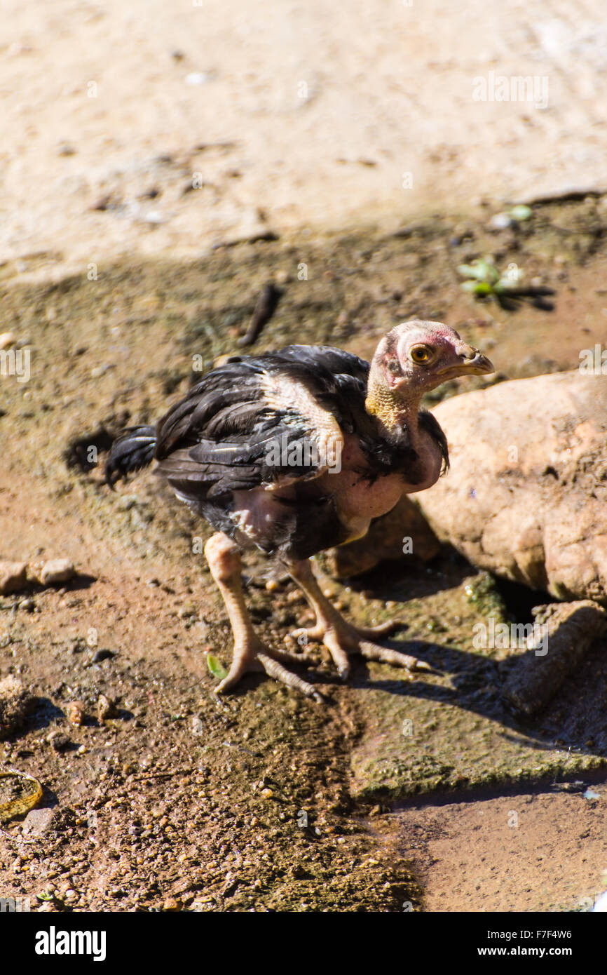 Chicken thailand farm hi-res stock photography and images - Alamy