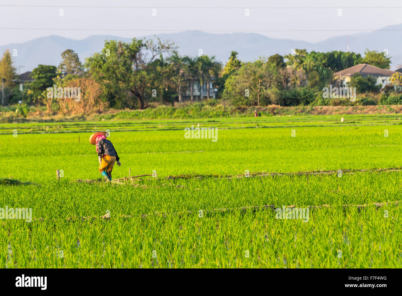 Thai Rice Farmer Worker in Field Stock Photo - Alamy