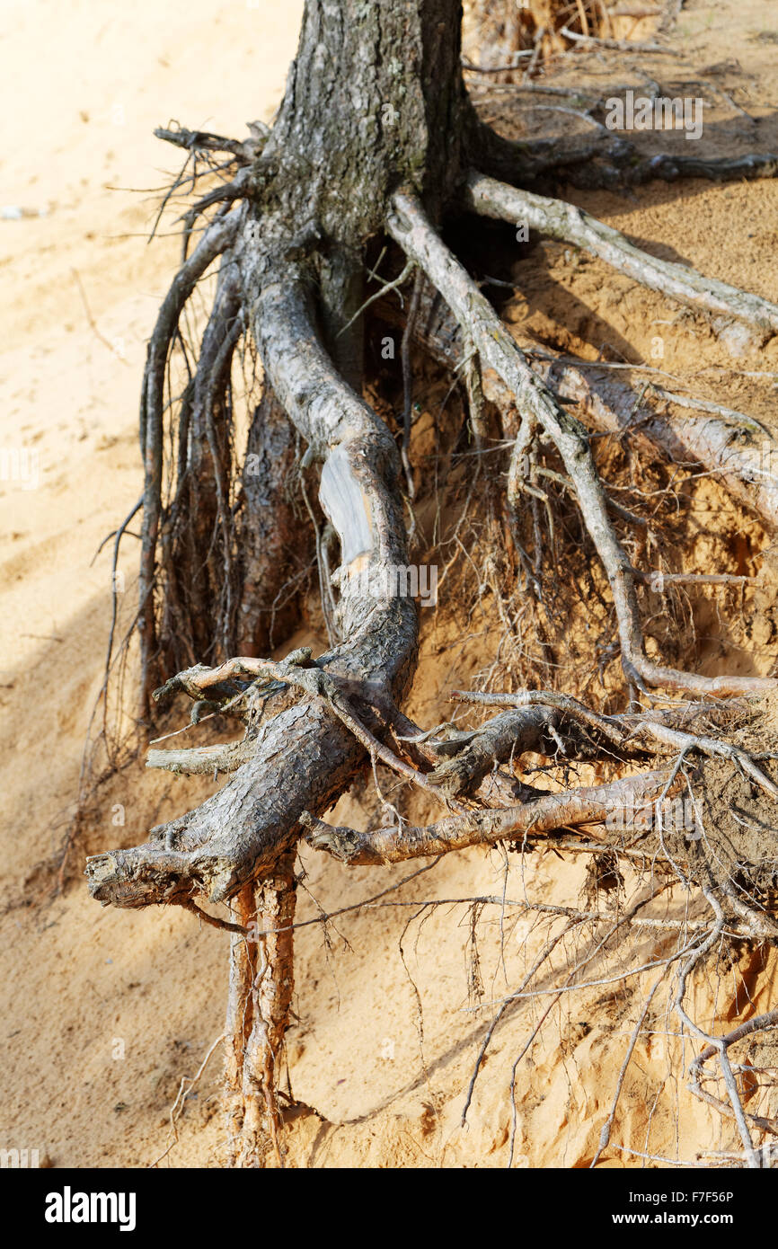 the roots of pine trees on a sandy cliff Stock Photo - Alamy