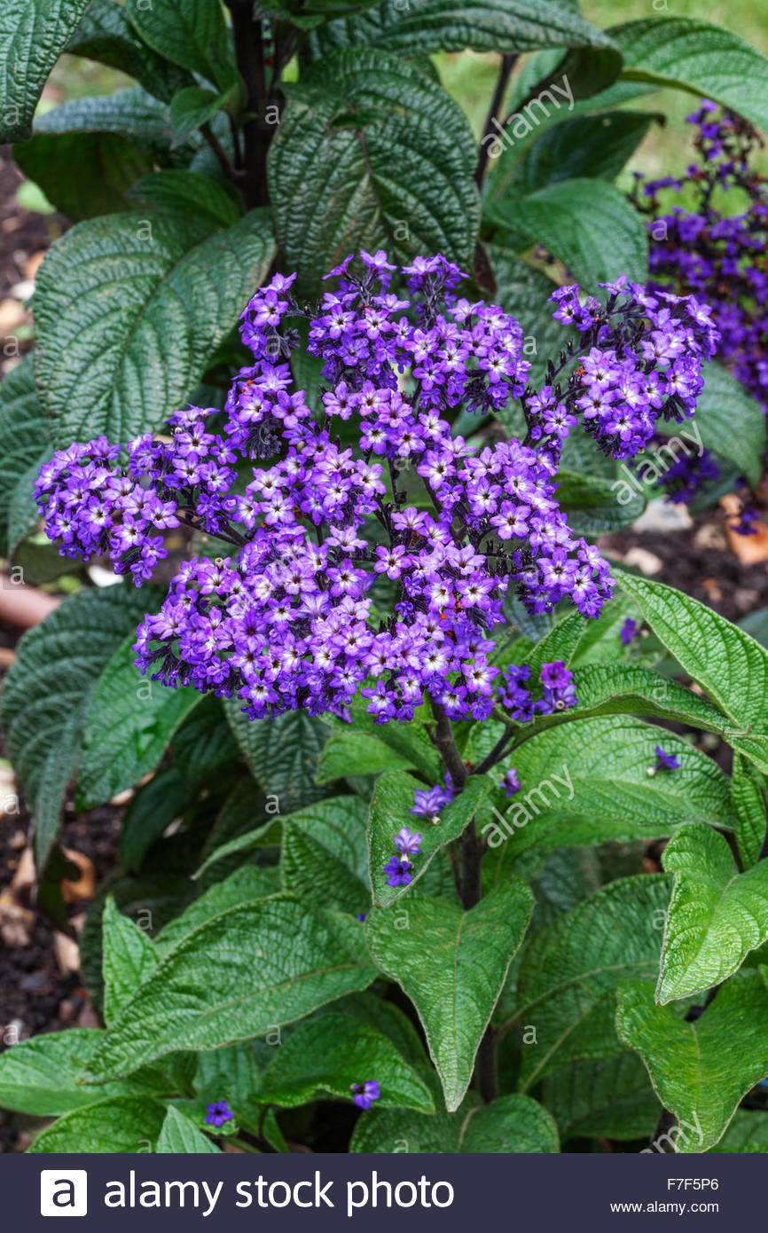 Heliotrope High Resolution Stock Photography and Images - Alamy