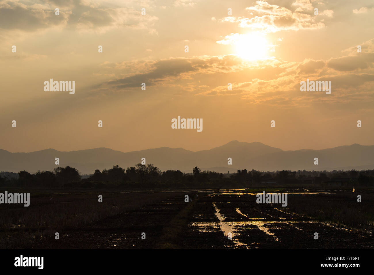 Sunrise Evening Rice Field Stock Photo - Alamy