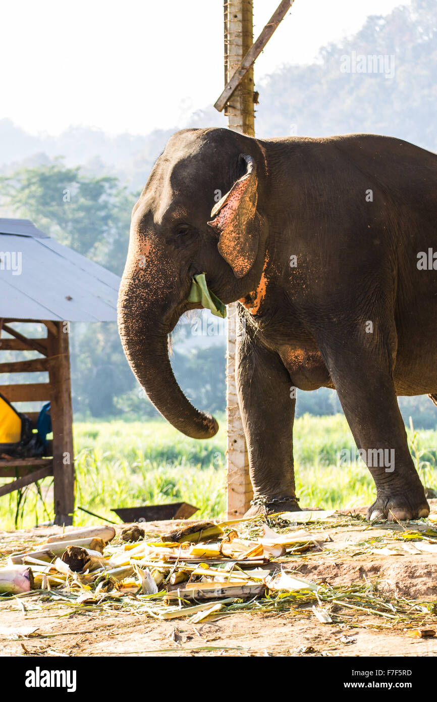 Asian elephant thai hi-res stock photography and images - Alamy