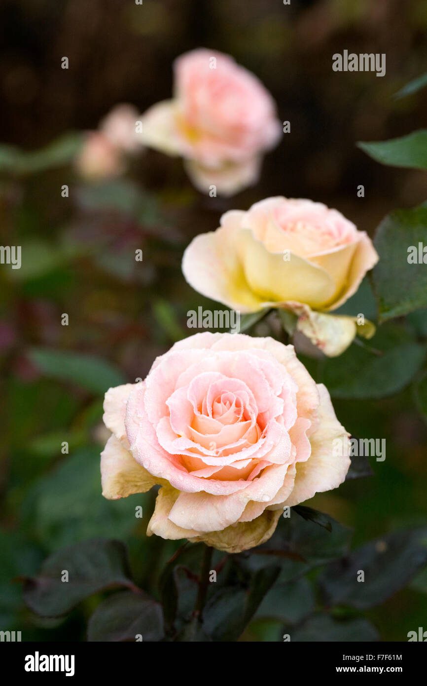 Rosa Scent-sation 'Fryromeo' flowers at the end of season Stock Photo ...