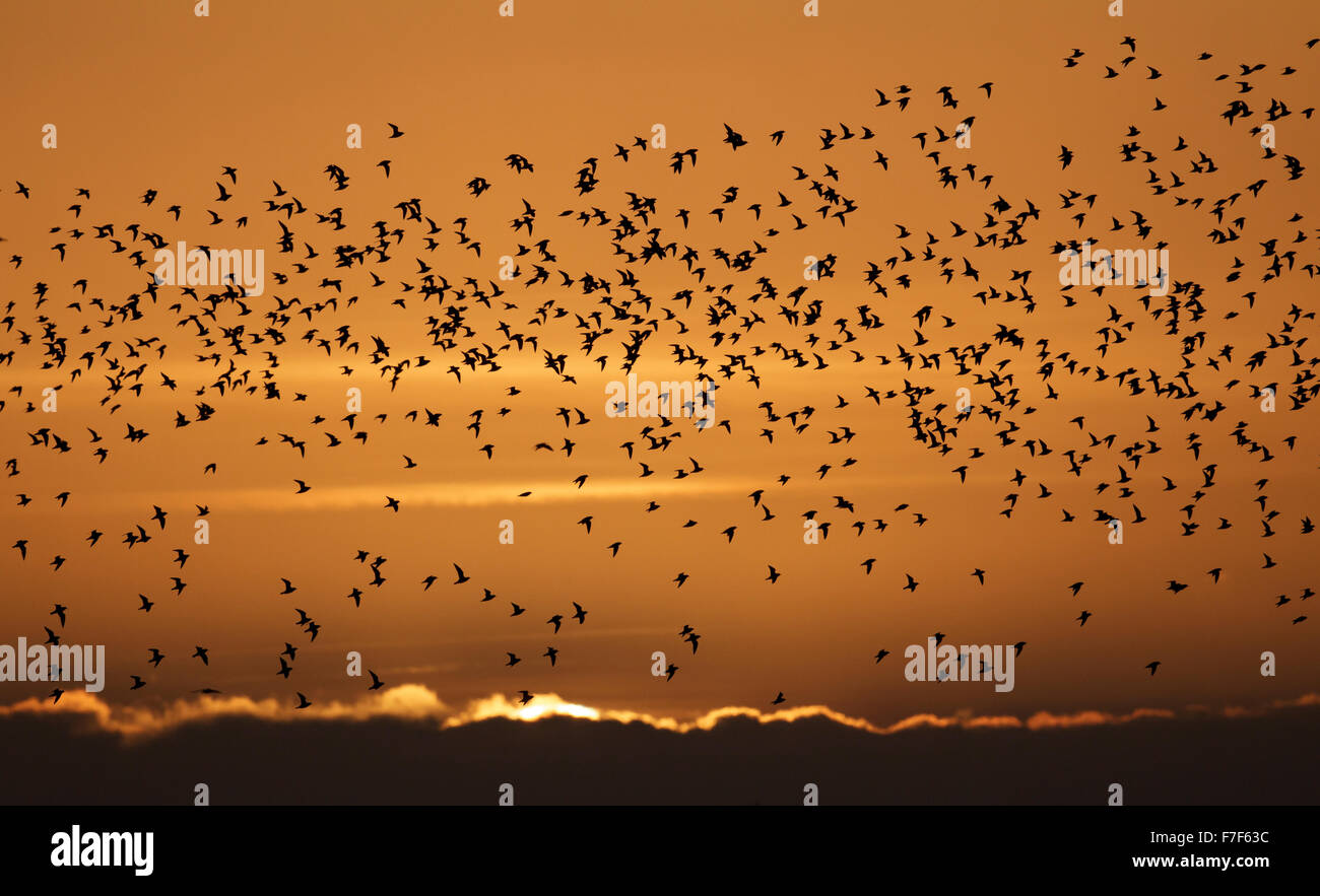 Golden plovers hi-res stock photography and images - Alamy