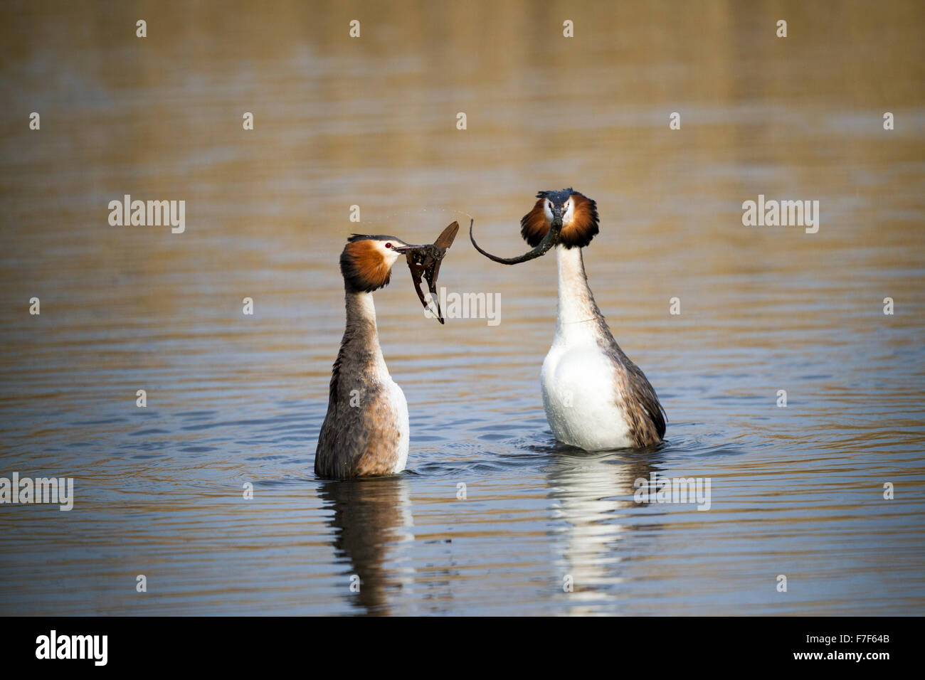 Weed dance display hi-res stock photography and images - Alamy