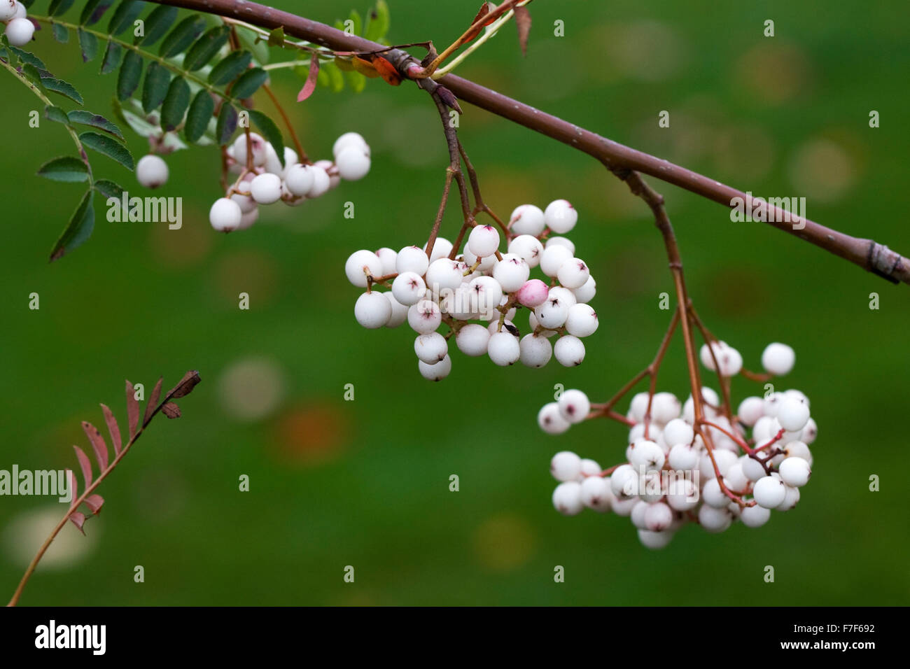 Sorbus Berries Tree Garden Uk High Resolution Stock Photography and ...
