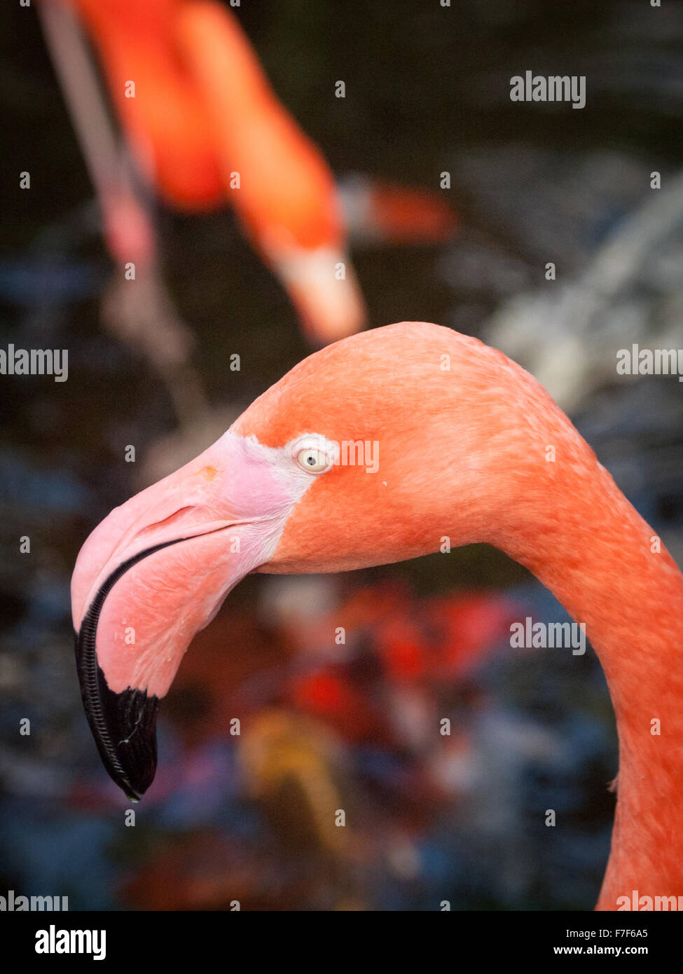 Victoria butterfly gardens hi-res stock photography and images - Alamy