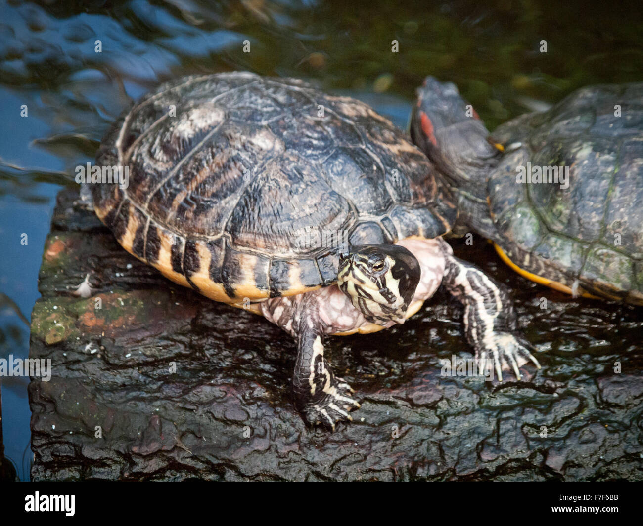 Slider turtle hi-res stock photography and images - Alamy