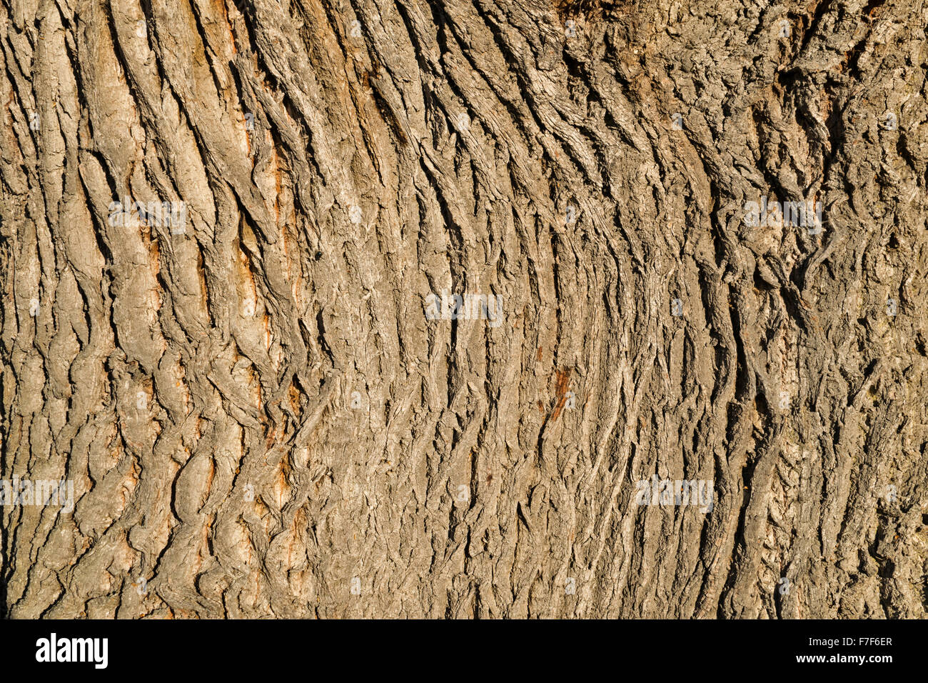 Ridged tree bark hi-res stock photography and images - Alamy