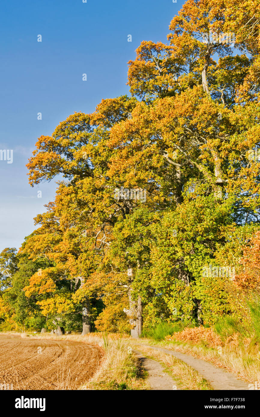 OAK TREES OF TREMENDOUS HEIGHT IN AUTUMN GROWING ALONG THE BANKS OF THE ...