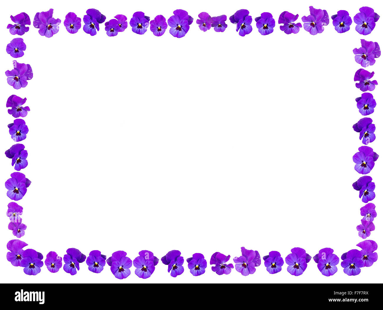 Violet purple flower background frame isolated on white Stock Photo - Alamy