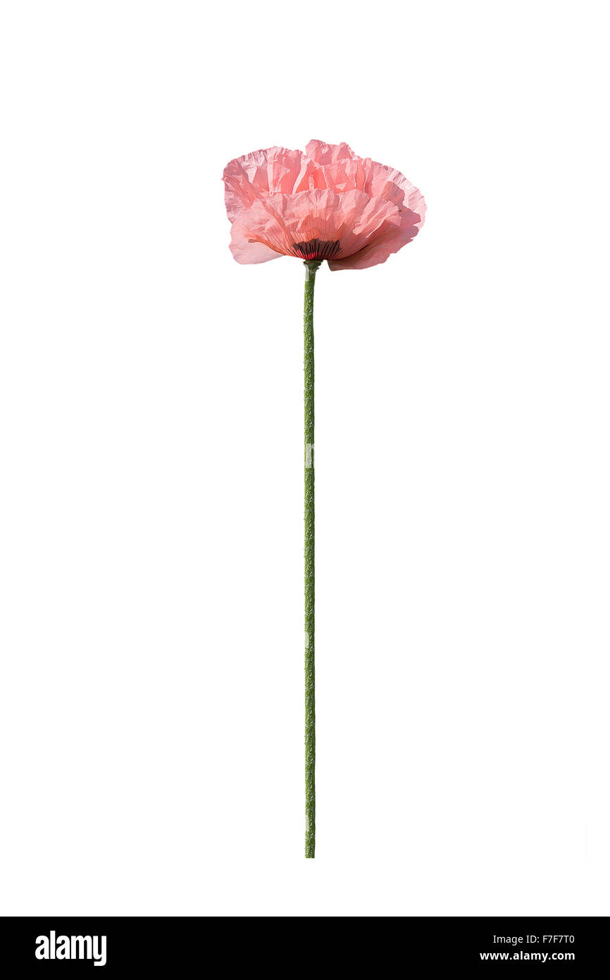 Pale salmon pink poppy closeup isolated on white Stock Photo - Alamy