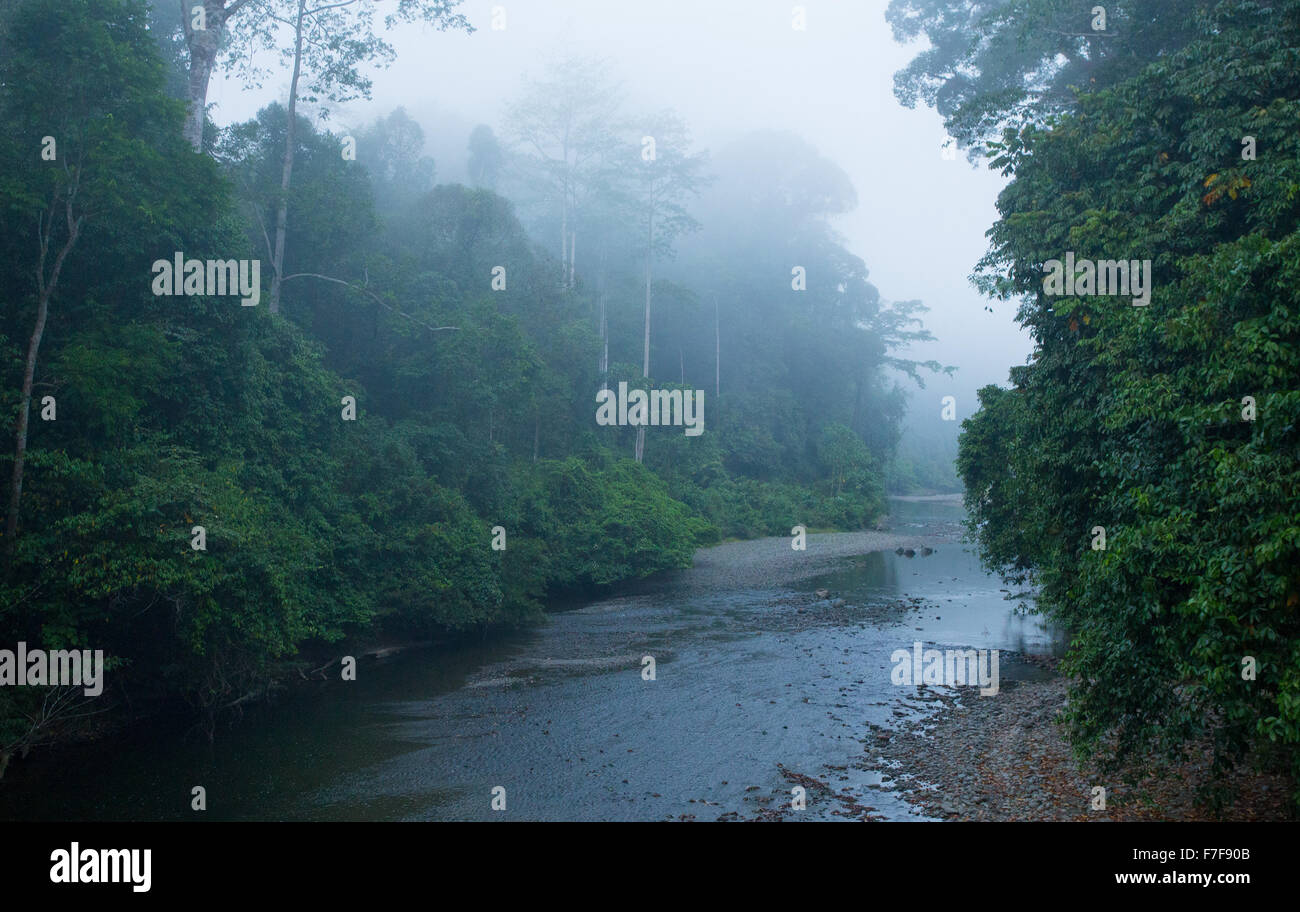 Segama River flowing through lush tropical rainforest in the Danum ...