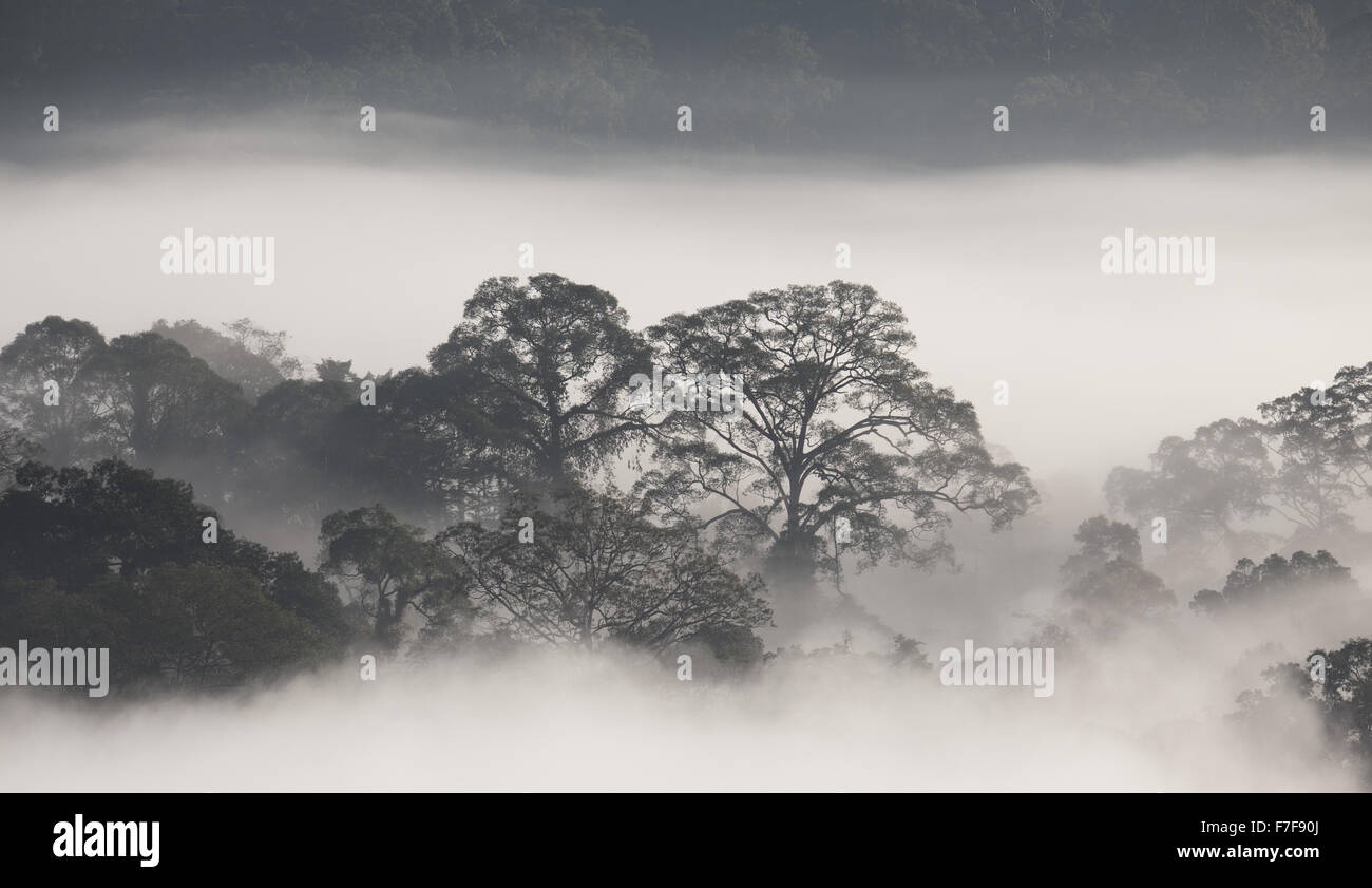 Mist rising over rainforest hi-res stock photography and images - Alamy