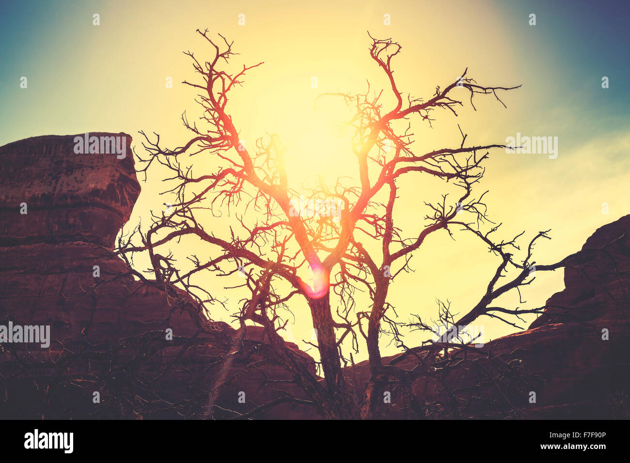 Vintage toned silhouette of a lonely dry tree at sunset, passing of ...