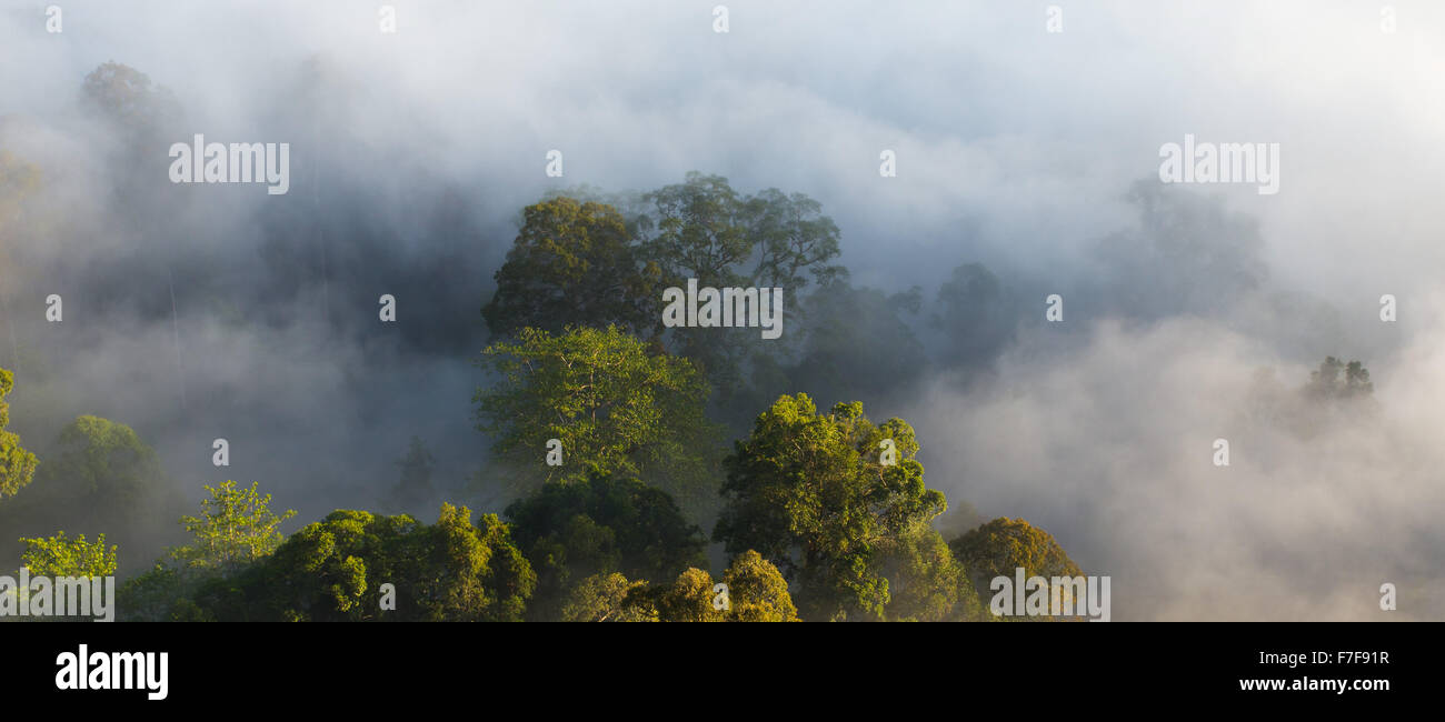 Rainforest dawn danum valley sabah borneo hi-res stock photography and ...