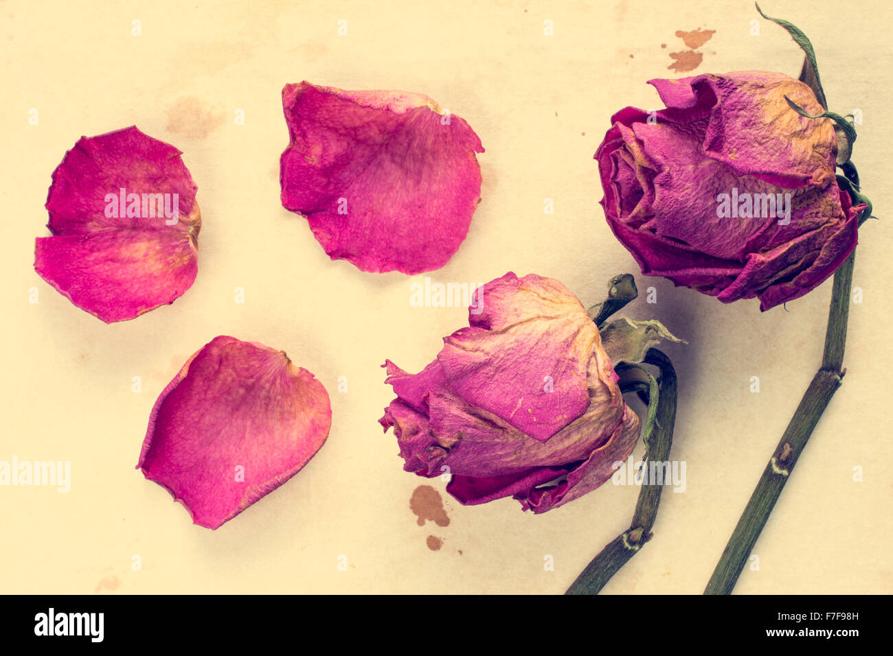 Withered roses with fallen petals on old paper background Stock Photo ...