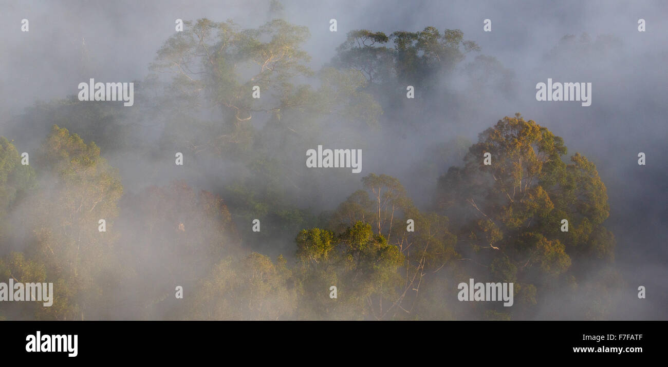 Early morning mist rising in tropical rainforest, Danum Valley, Sabah ...