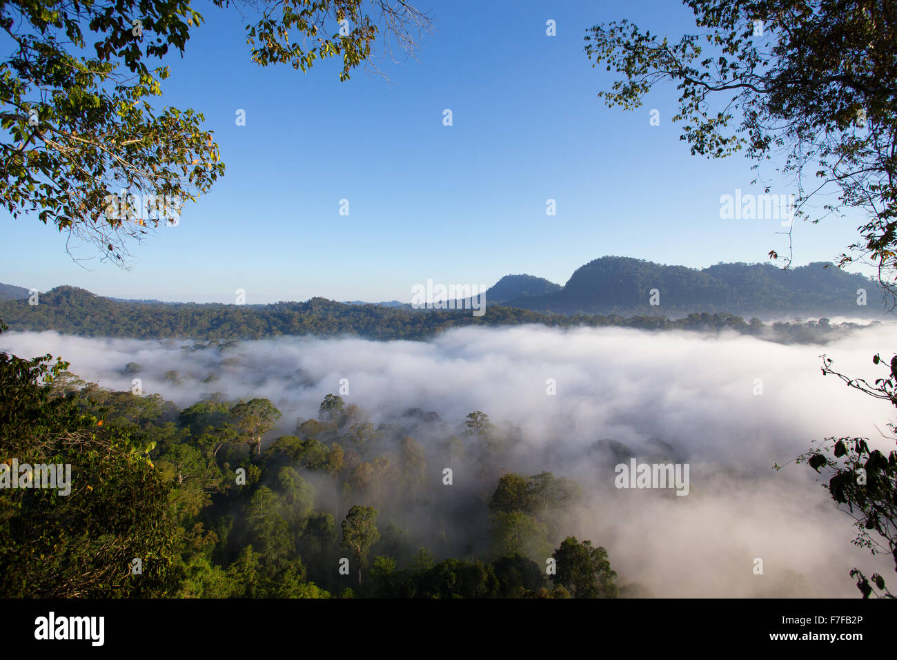 Early morning mist rising in tropical rainforest, Danum Valley, Sabah ...