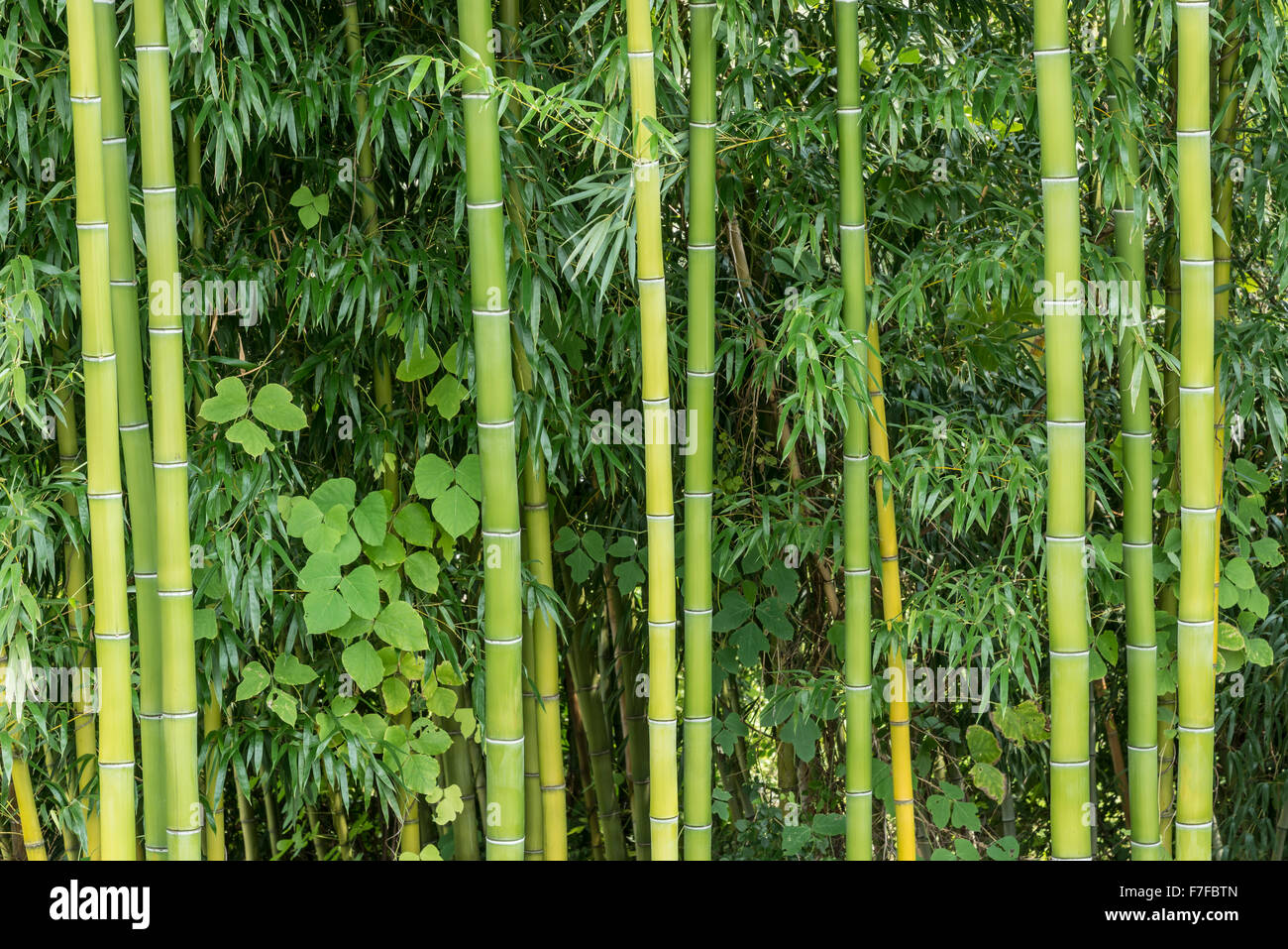Tall growing bamboo hi-res stock photography and images - Alamy