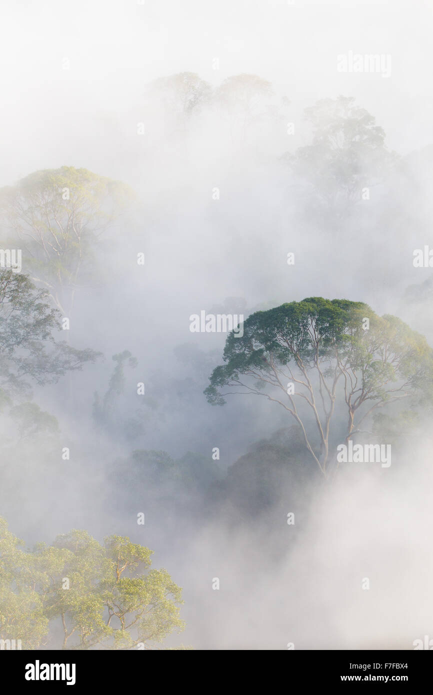 Early morning mist rising in tropical rainforest, Danum Valley, Sabah ...