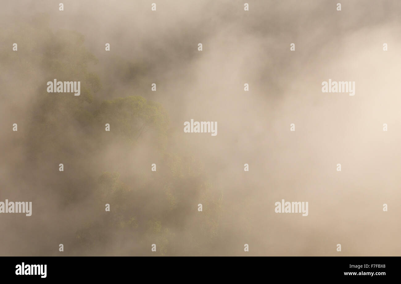 Early morning mist rising in tropical rainforest, Danum Valley, Sabah ...