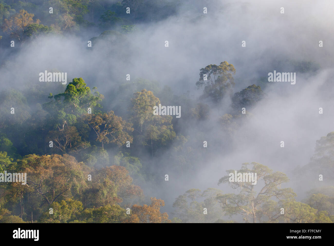 Rainforest and mist, Danum Valley, Sabah, Malaysia Stock Photo - Alamy