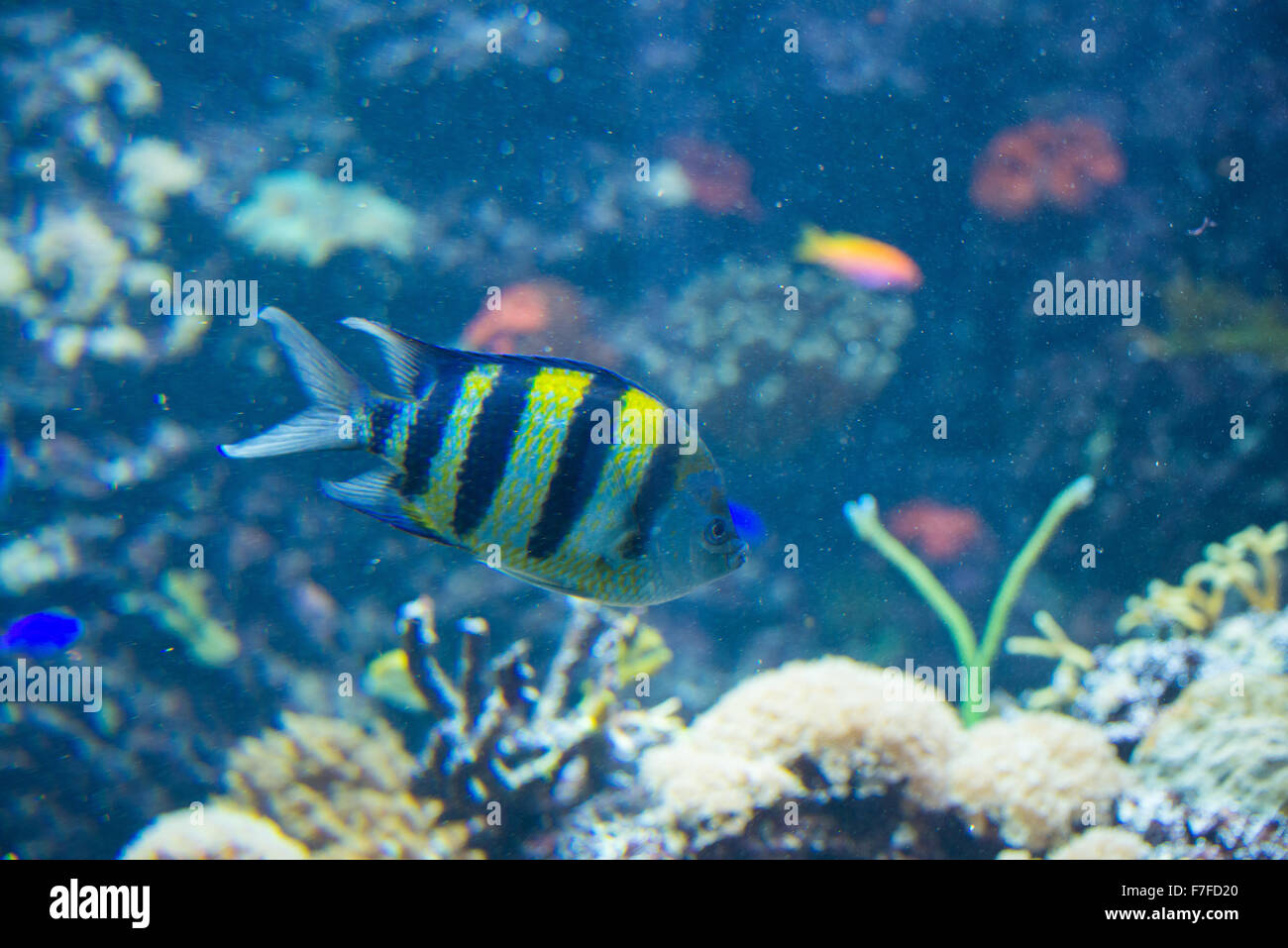 Tropical fish under the water Stock Photo - Alamy