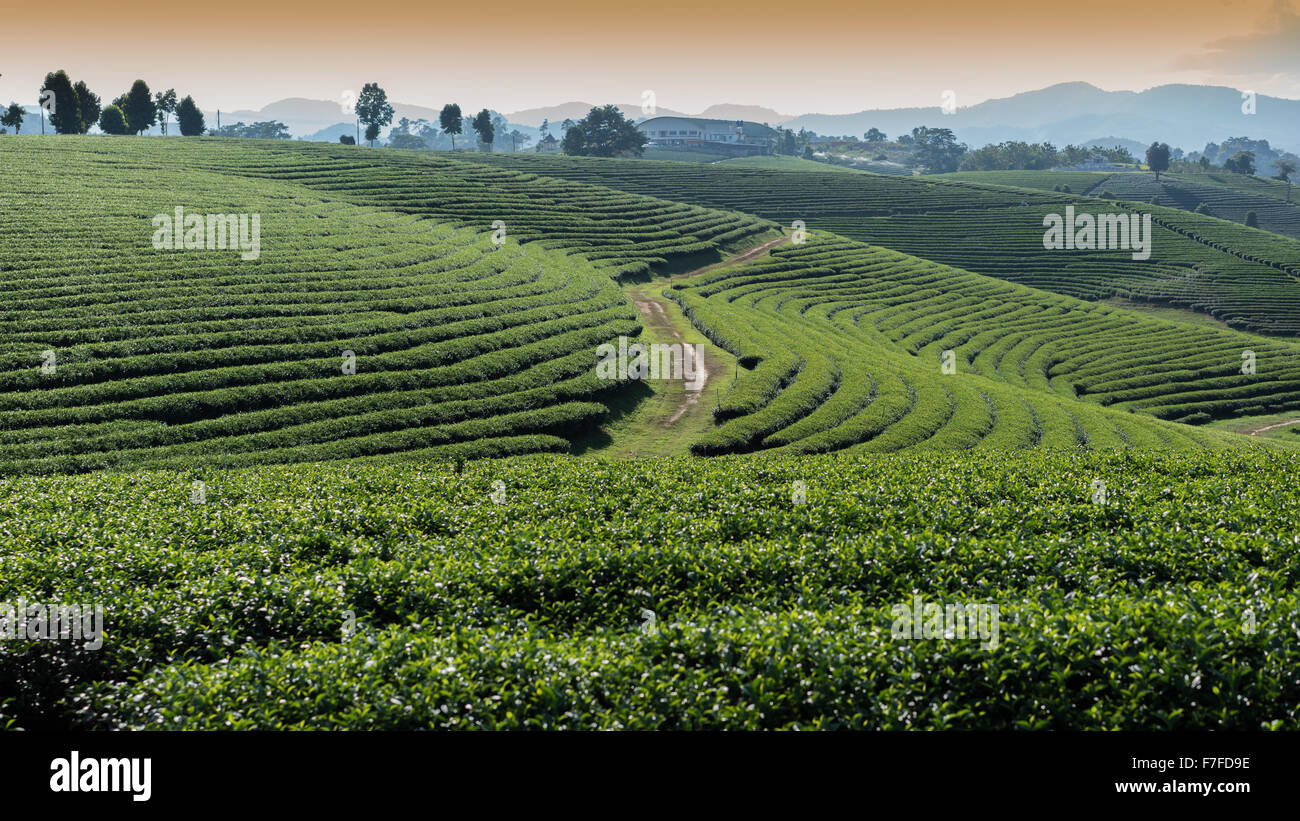 Chuifong Tea plantation in Chiang Rai Province, Thailand Stock Photo ...