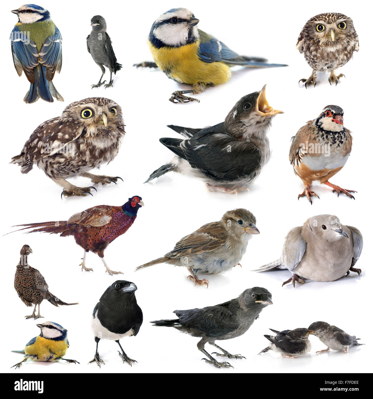 group of birds in front of white background Stock Photo - Alamy