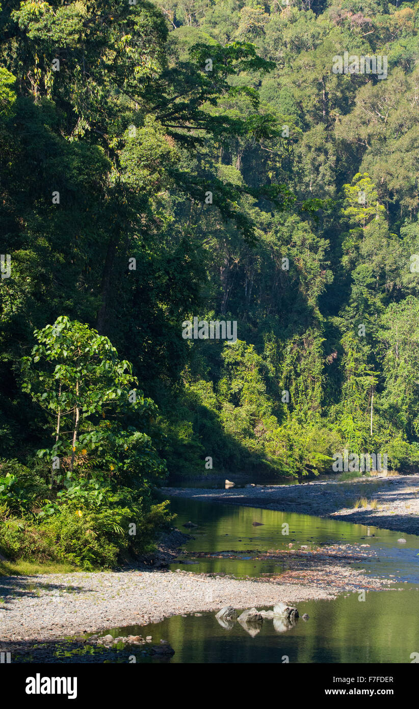 Segama River flowing through lush tropical rainforest in the Danum ...
