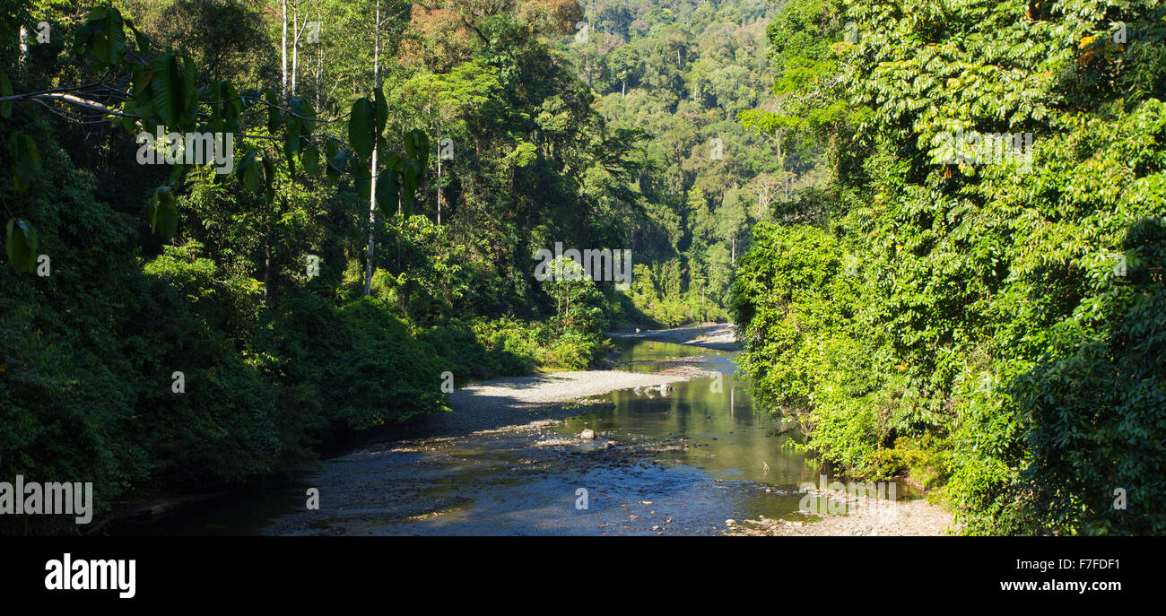 Segama River flowing through lush tropical rainforest in the Danum ...