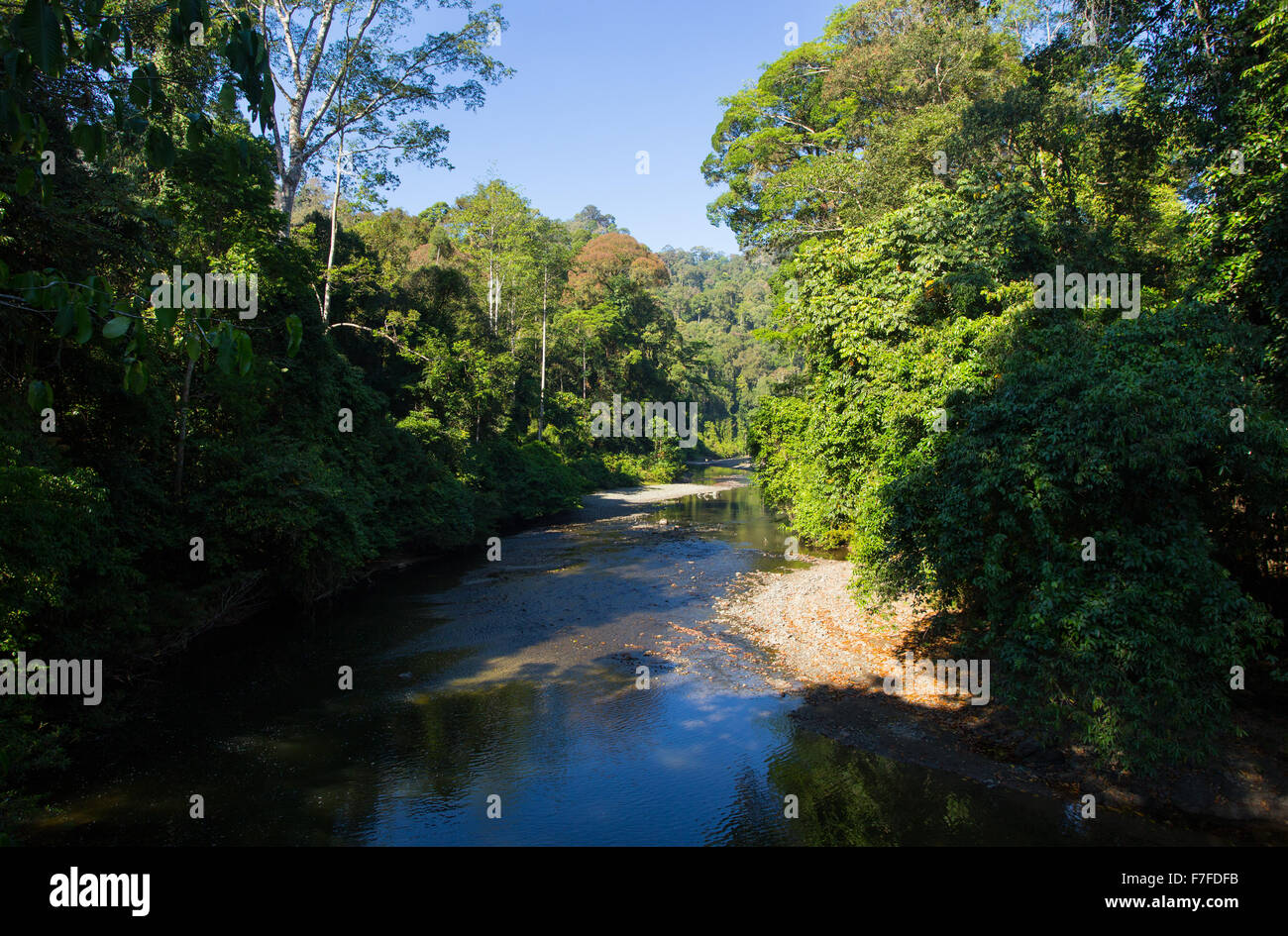 Segama River flowing through lush tropical rainforest in the Danum ...