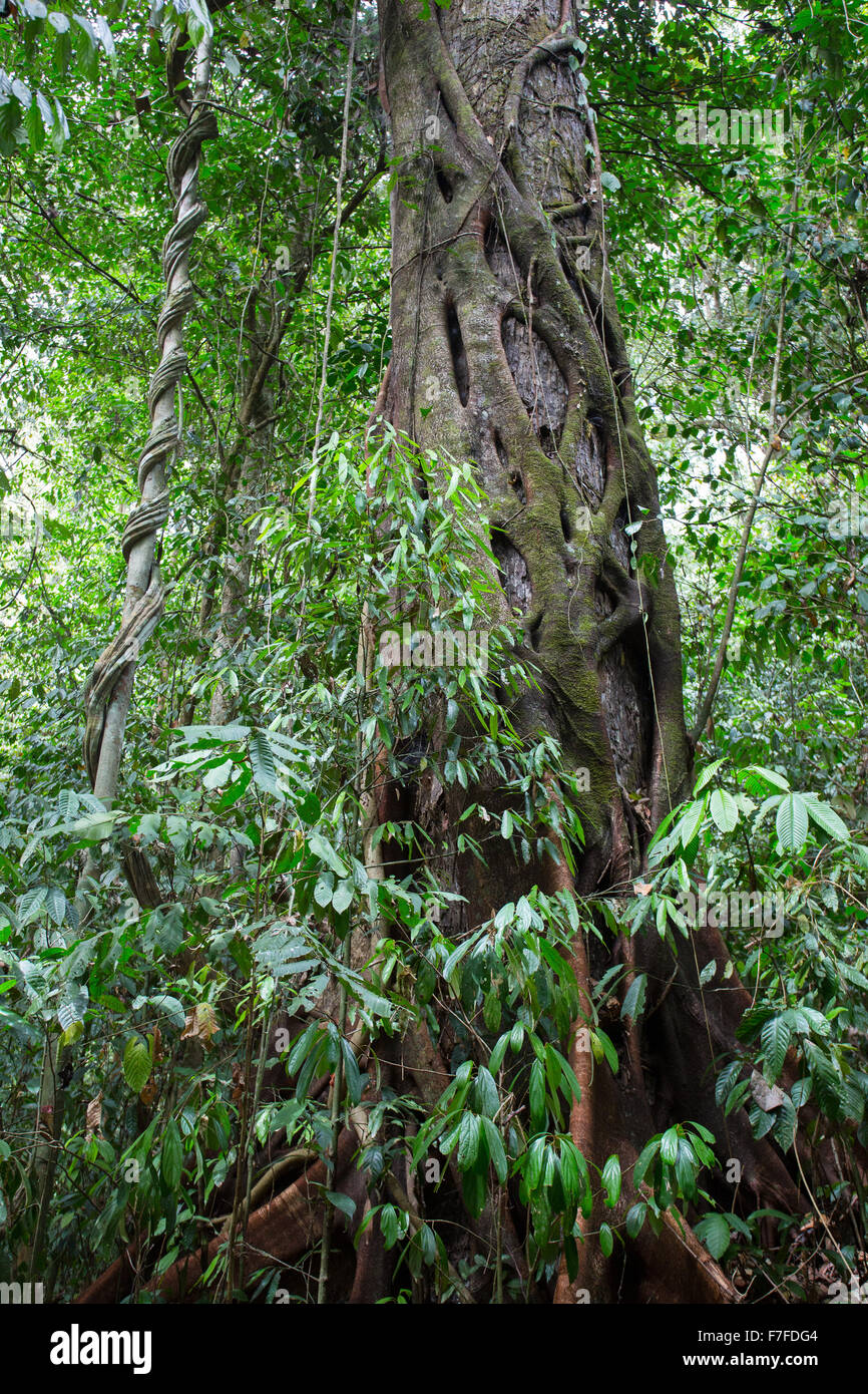 Strangler fig vine hi-res stock photography and images - Alamy