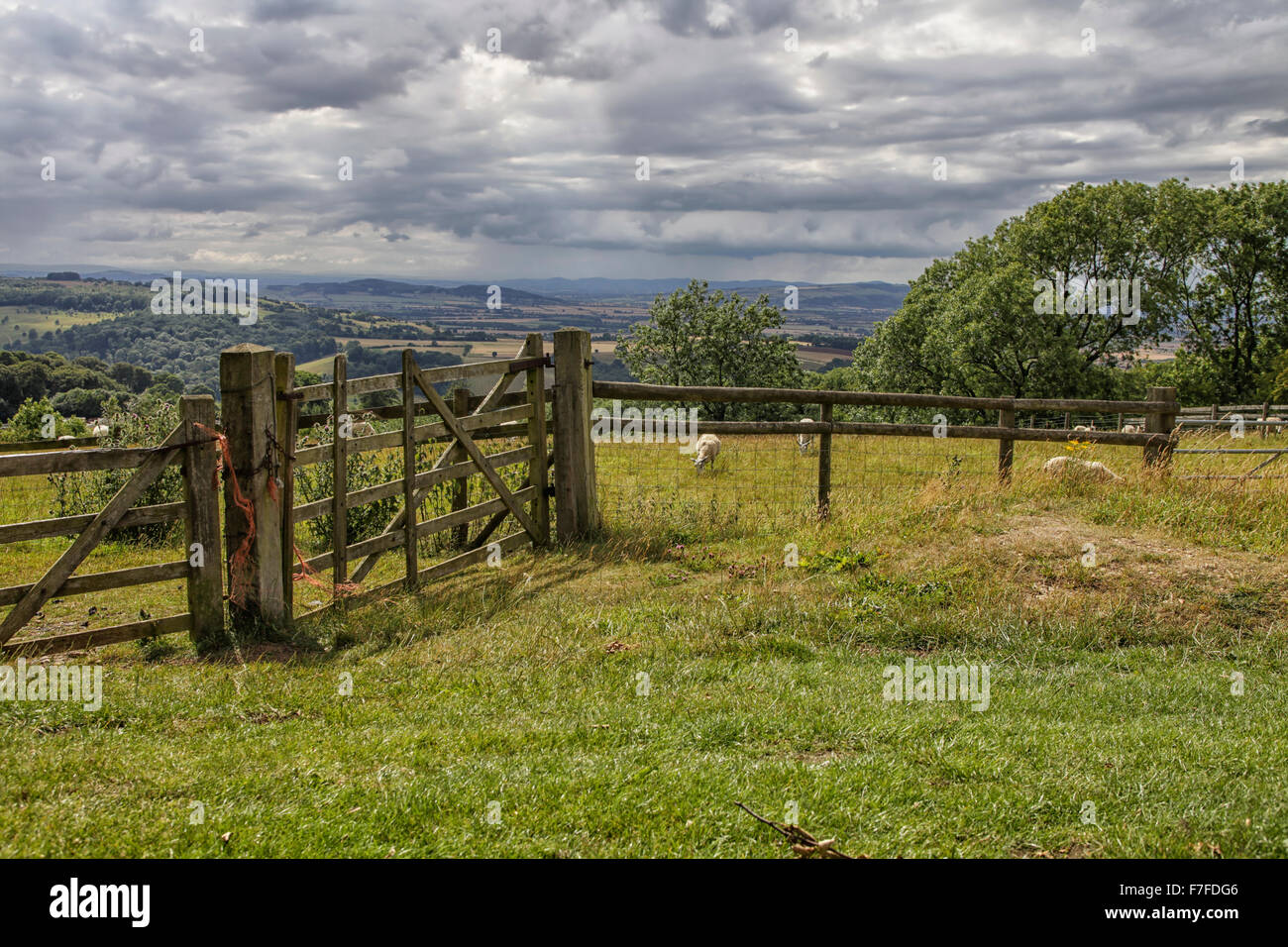 Beautiful English countryside with sheep and a fence Stock Photo - Alamy