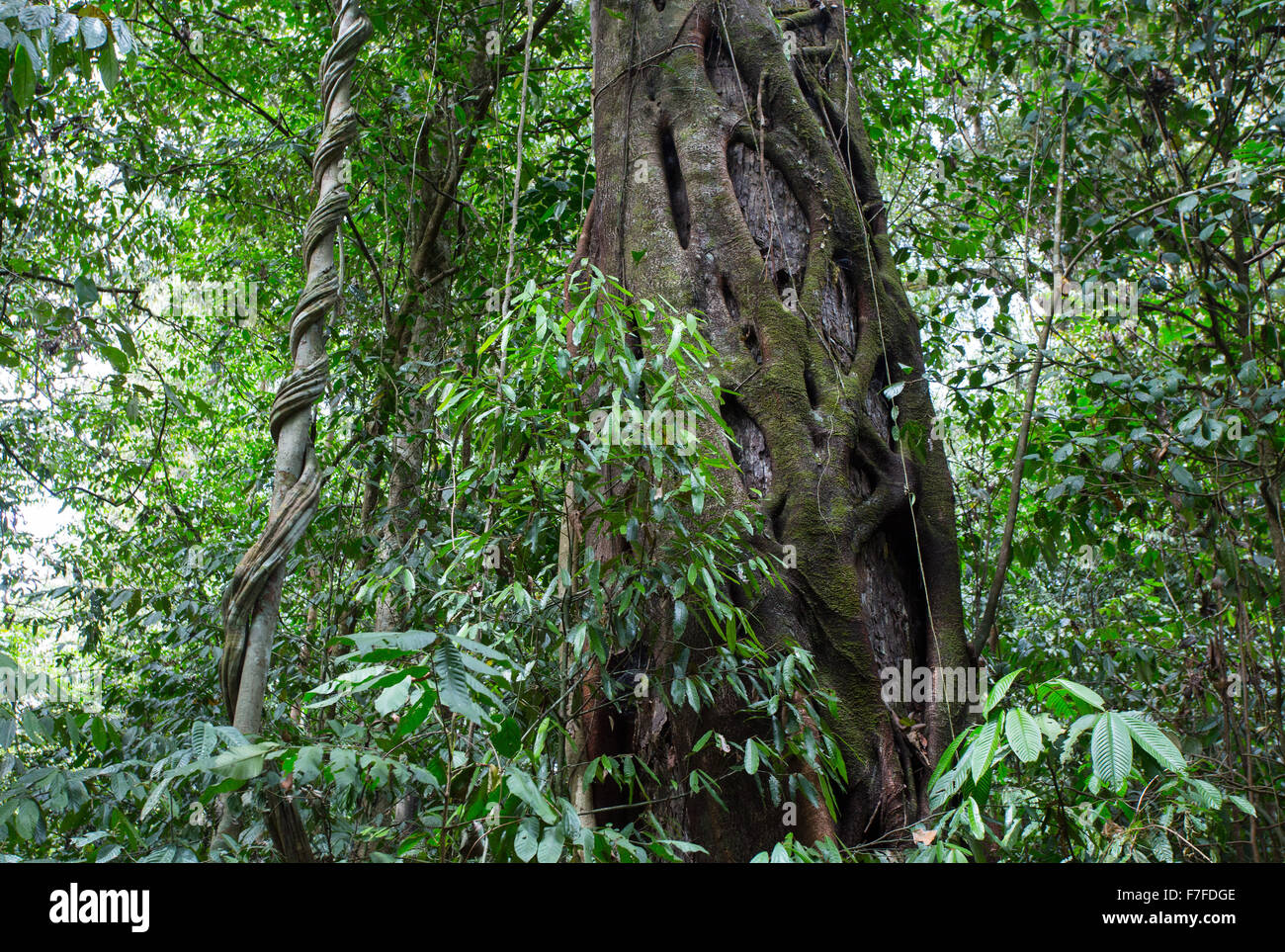 Strangler Fig and vine in rainforest in the Danum Valley, Sabah ...