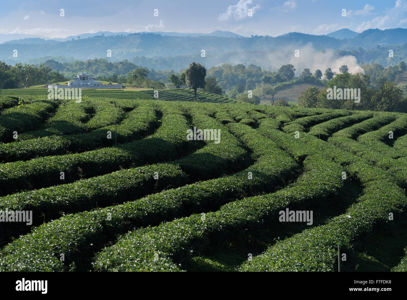 Chuifong Tea plantation in Chiang Rai Province, Thailand Stock Photo ...