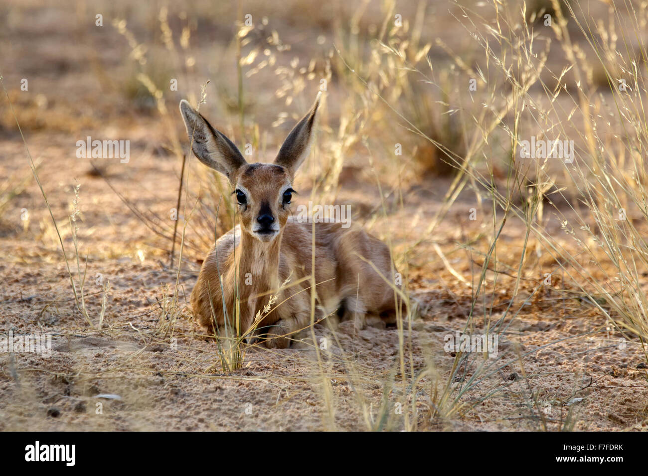 A beautiful African Steenbok sits looking at the camera Stock Photo - Alamy