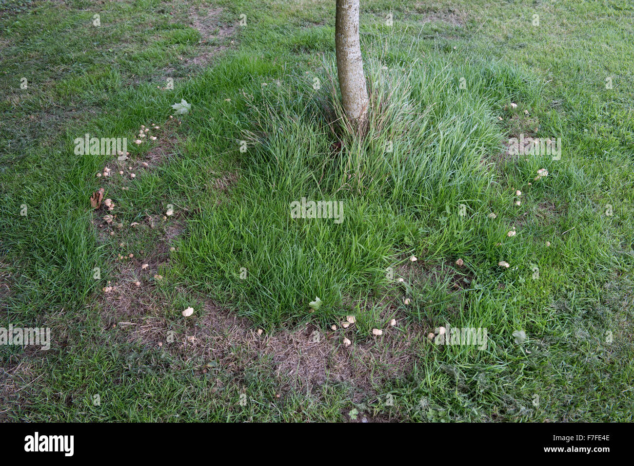 A fairy ring formed of fungi surrounding the trunk of a small garden ...