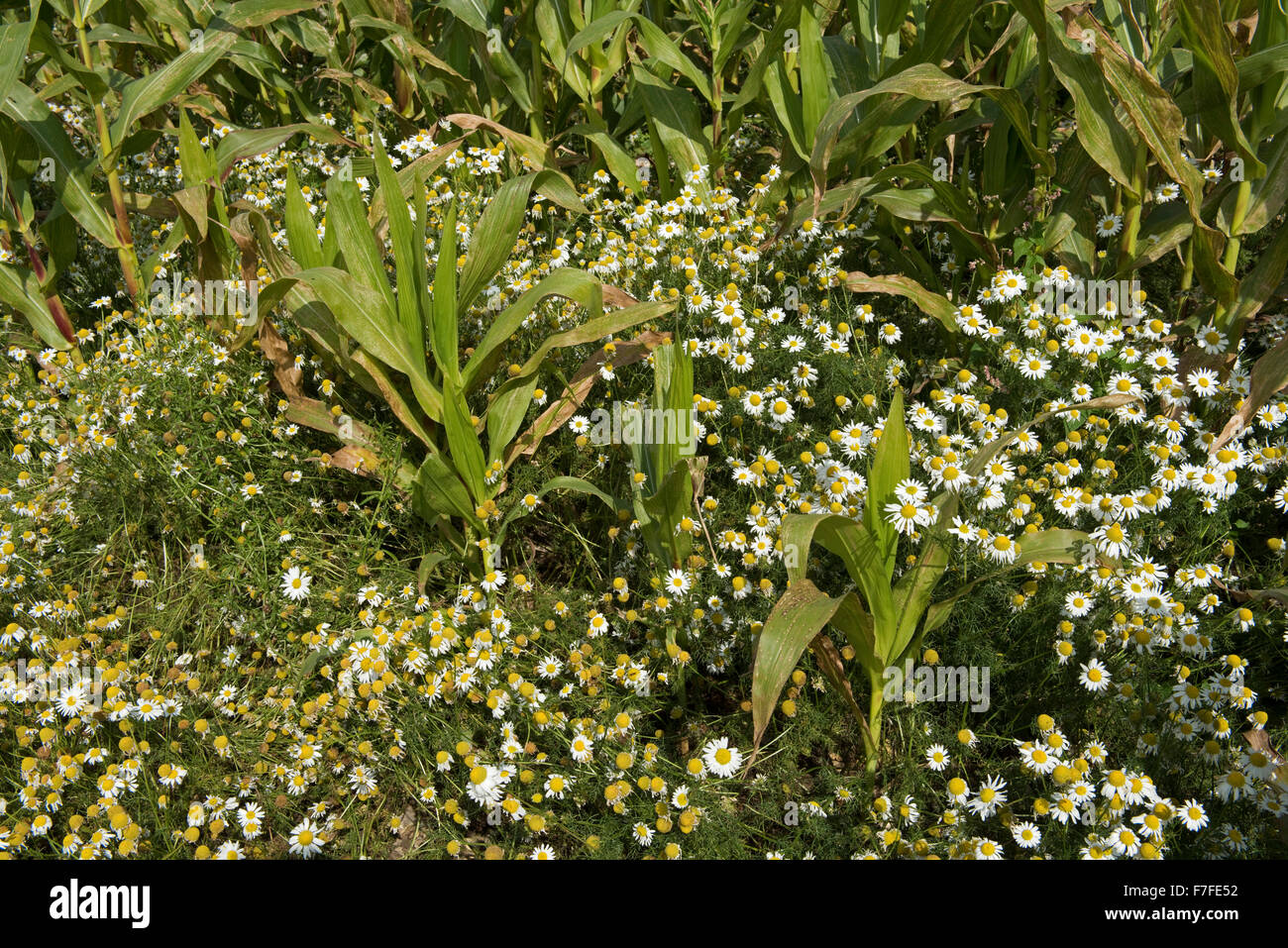 Scentless mayweed, Tripleurospermum imodorum, flowering in a maturing ...