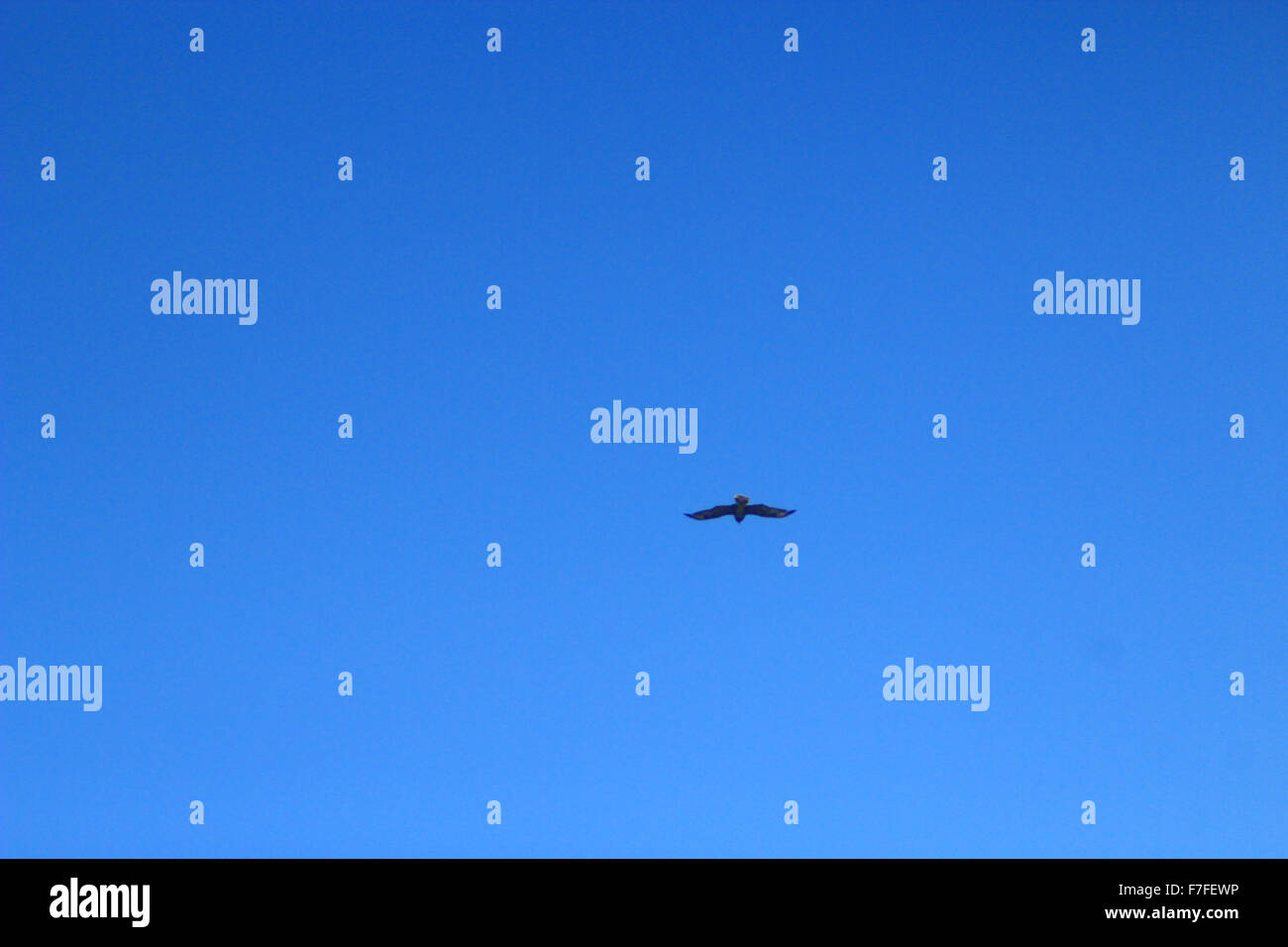 eagle flying high in the blue sky Stock Photo - Alamy