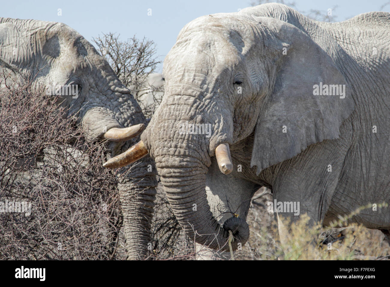 Two old bull elephants feeding on shrubs in northern Namibia Stock ...