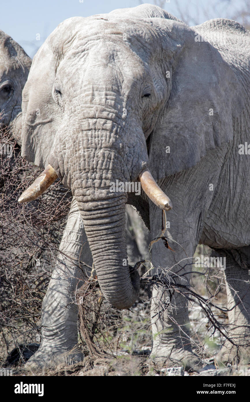 a large bull elephant feeding on acacia shrubs Stock Photo - Alamy