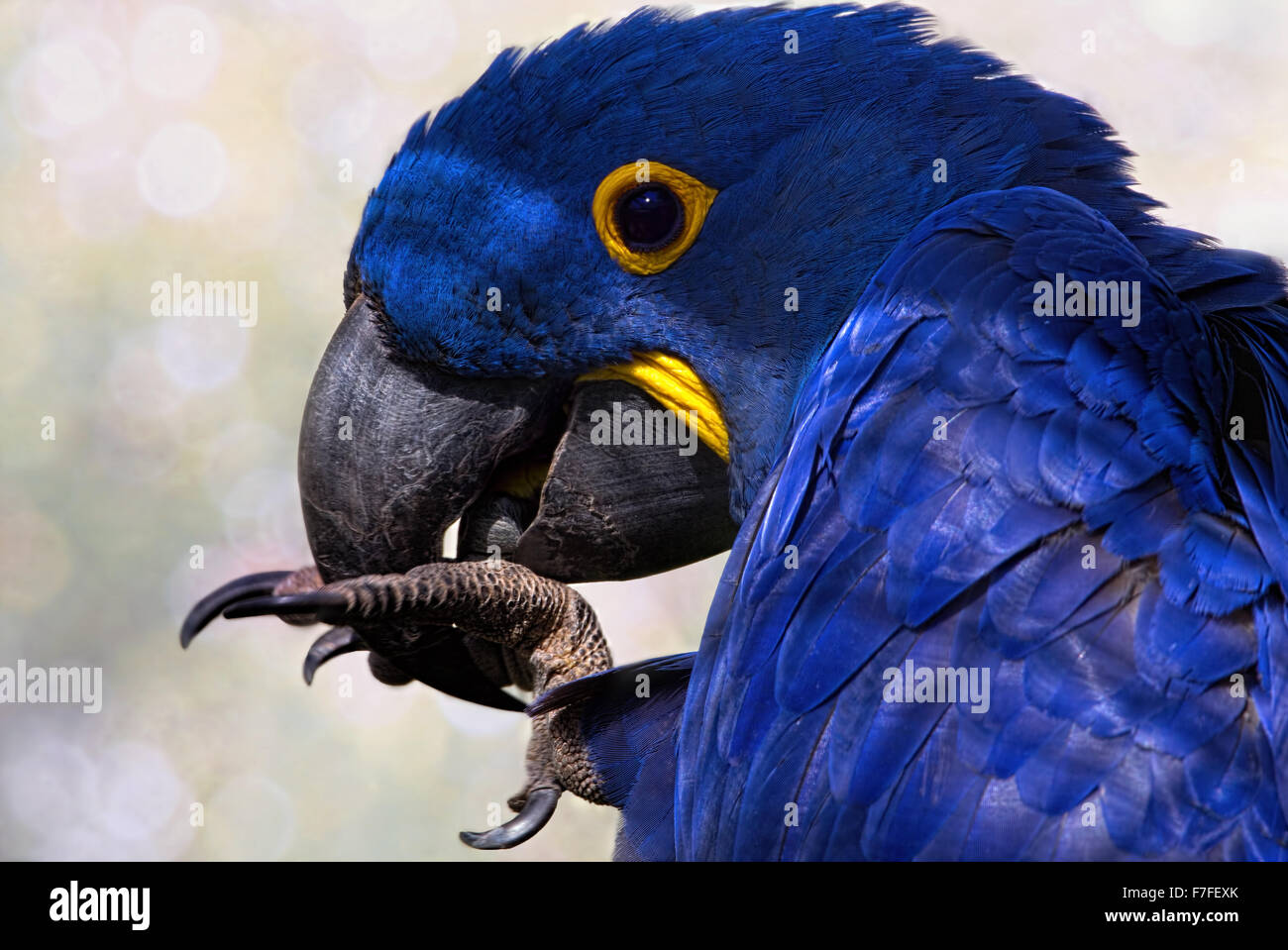 Rare macaw hi-res stock photography and images - Alamy