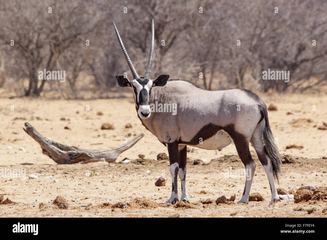 Kalahari antelope gemsbok namibia hi-res stock photography and images ...