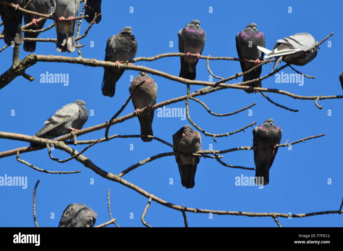 Pigeons in tree hi-res stock photography and images - Alamy
