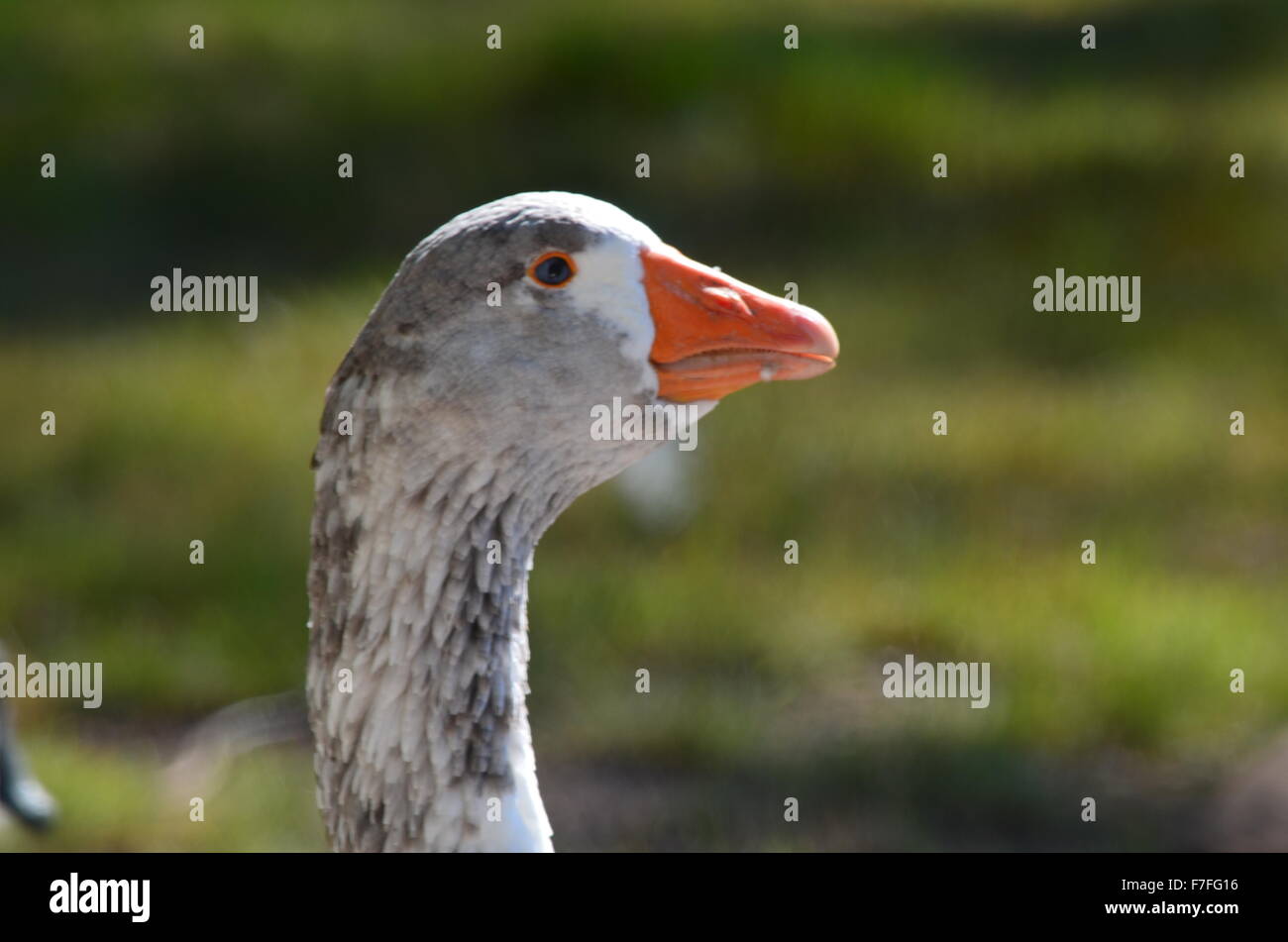 Goose neck hi-res stock photography and images - Alamy