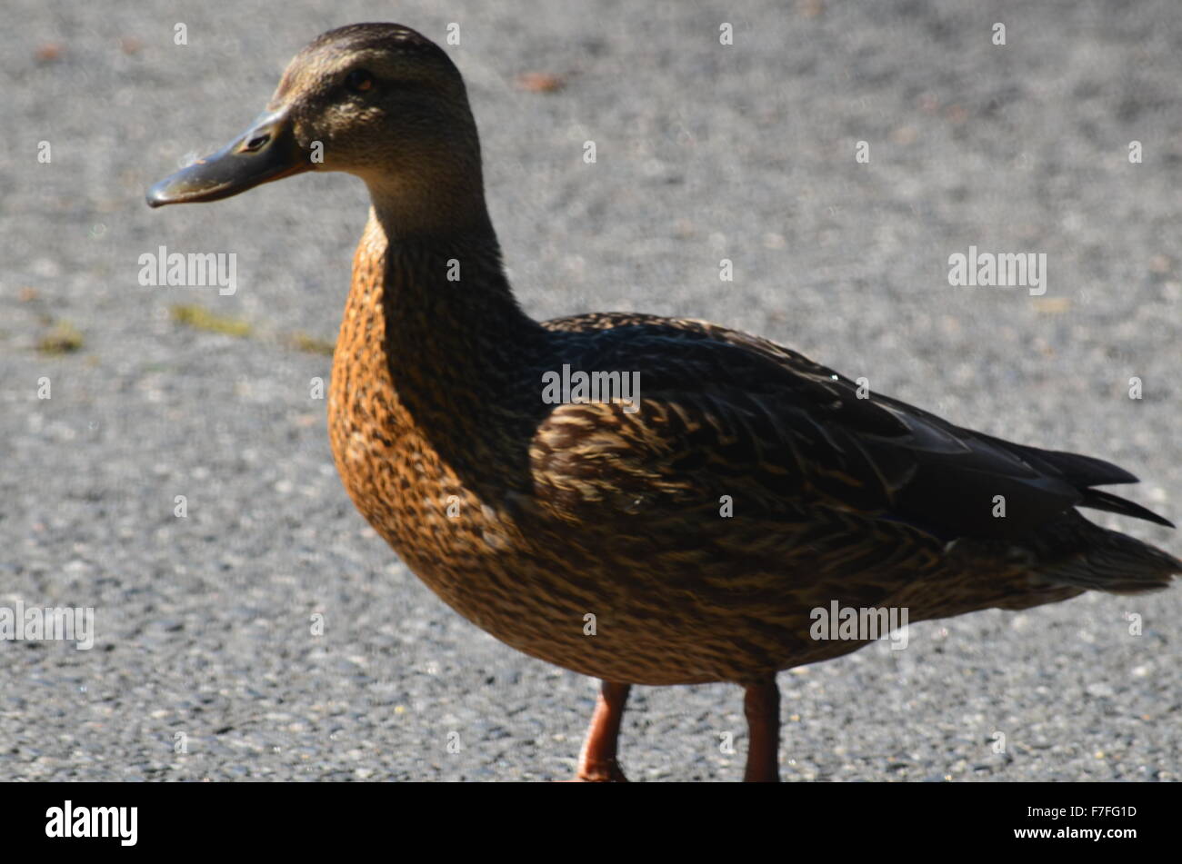 Duck beaks hi-res stock photography and images - Alamy