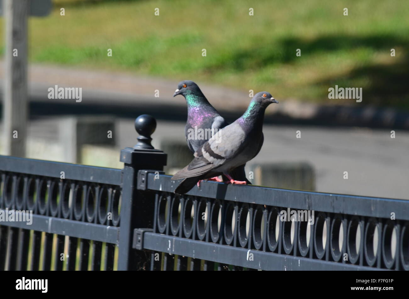 Cute pigeons hi-res stock photography and images - Alamy