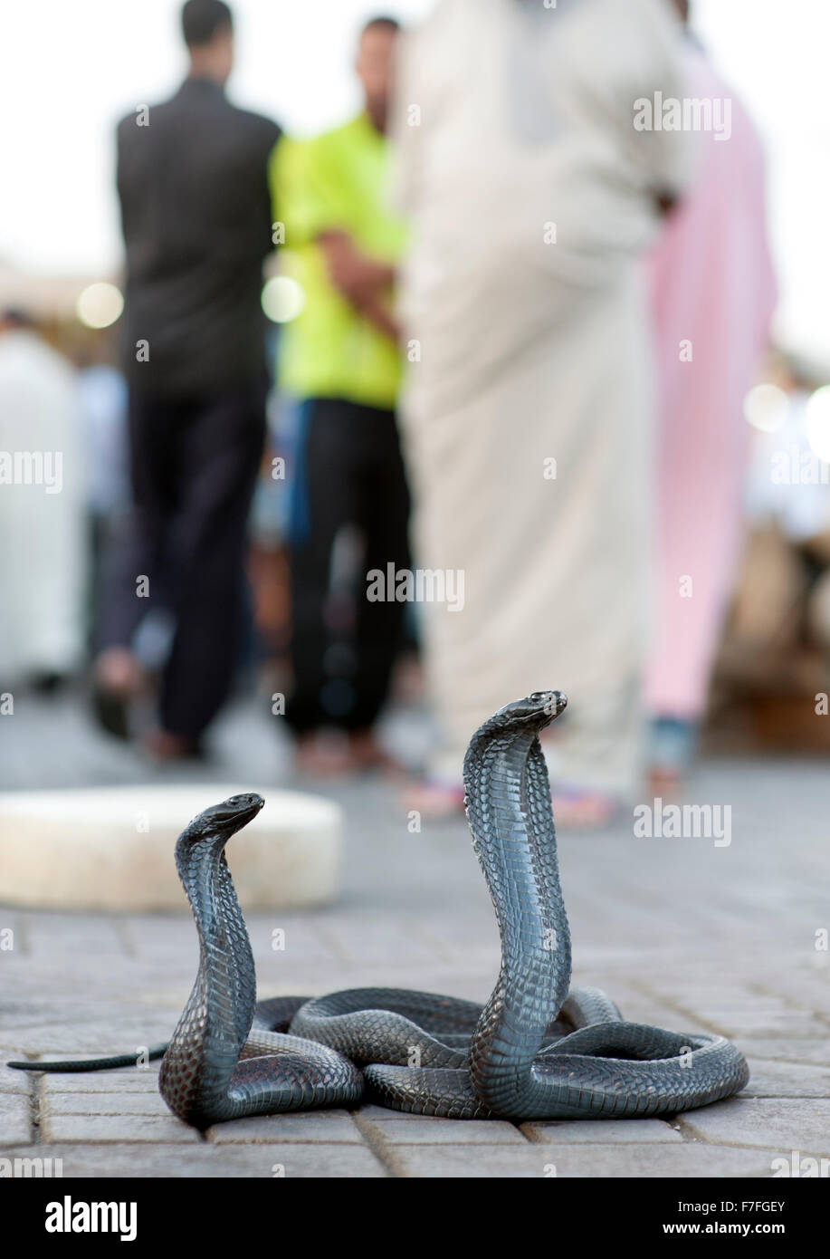 Cobras in Jemaa El Fna Square in Marrakech, Morocco Stock Photo - Alamy